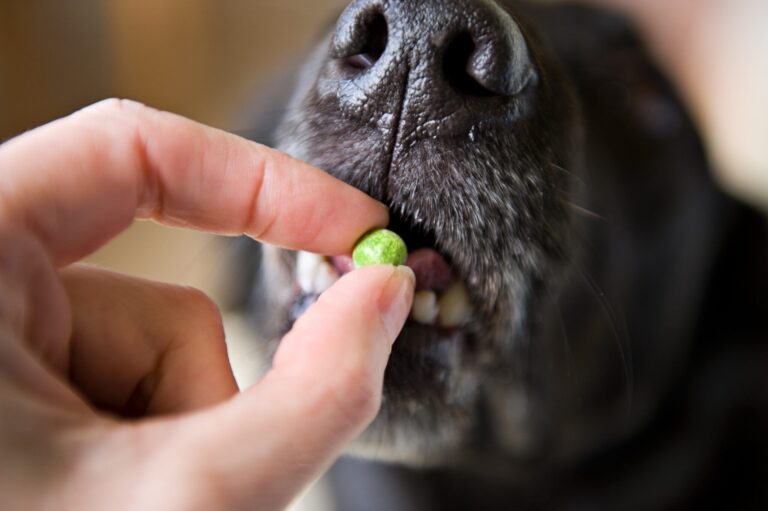 Peas in Dog Food: Benefits, Risks & What Vets Say - Only for Pets